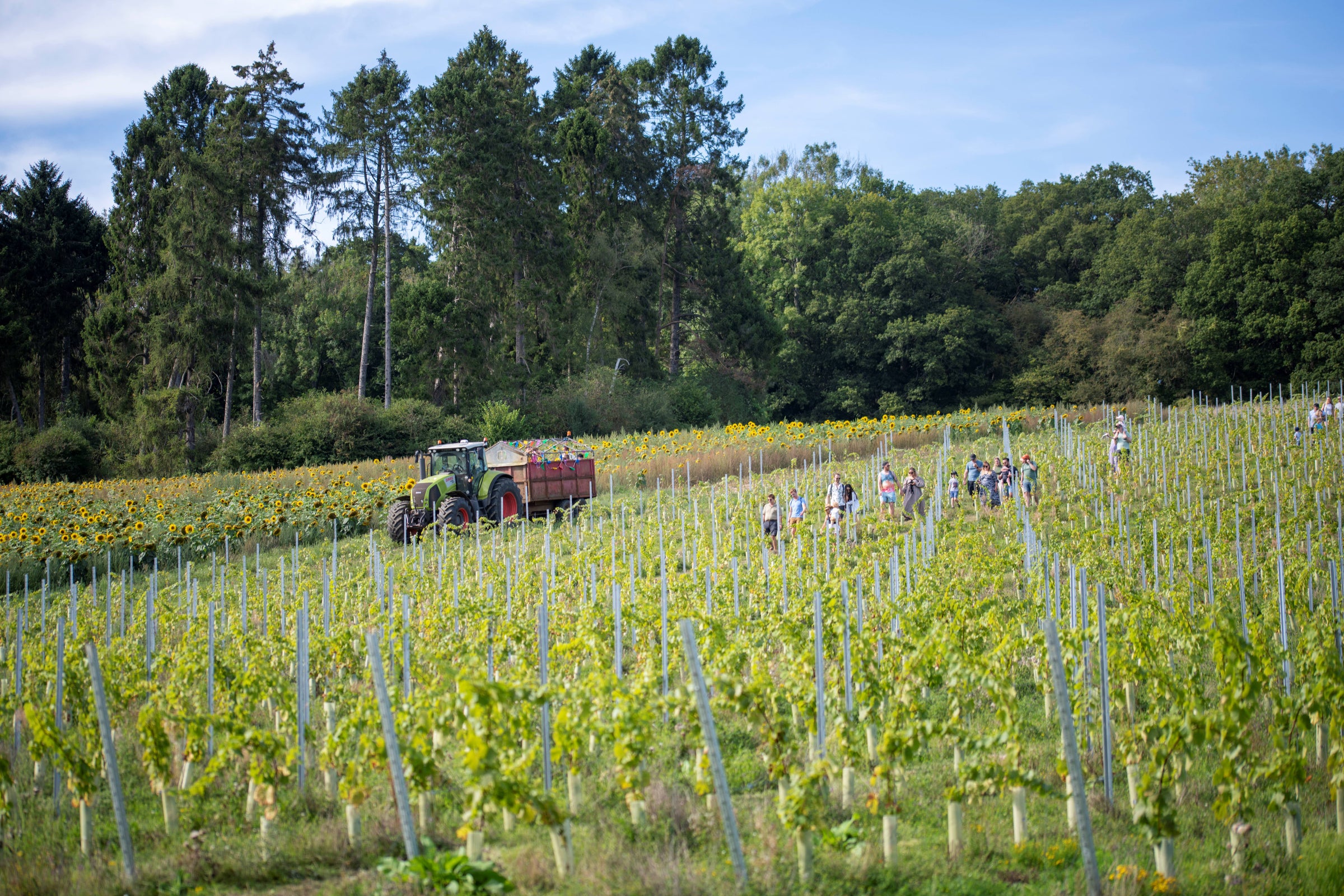 Home | Stonor Valley Vineyard